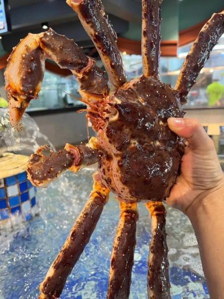 长腿蟹怎么养_长腿蟹能活多久-第1张图片-山城妙识