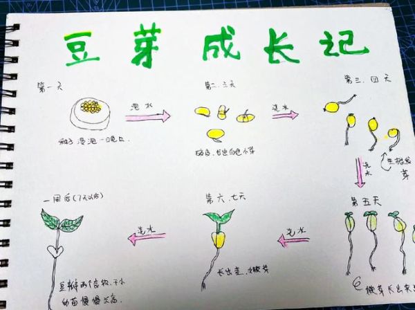 豆芽菜怎么种_家庭无土栽培豆芽步骤-第1张图片-山城妙识 豆芽菜怎么种_家庭无土栽培豆芽步骤-第1张图片-山城妙识