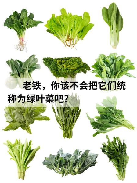 绿叶菜有哪些品种_怎么挑选更新鲜-第1张图片-山城妙识 绿叶菜有哪些品种_怎么挑选更新鲜-第1张图片-山城妙识