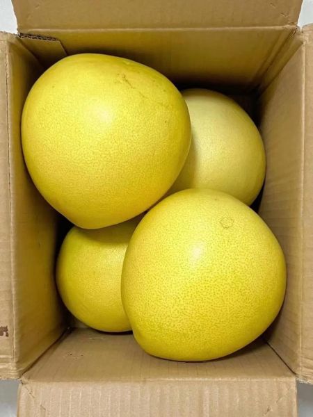 红心柚子图片大全_红心柚子怎么挑选-第1张图片-山城妙识 红心柚子图片大全_红心柚子怎么挑选-第1张图片-山城妙识