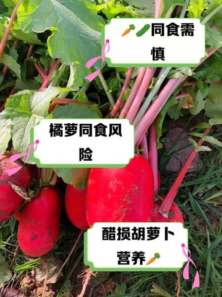 胡萝卜不能和什么一起吃_胡萝卜相克食物有哪些-第2张图片-山城妙识 胡萝卜不能和什么一起吃_胡萝卜相克食物有哪些-第2张图片-山城妙识