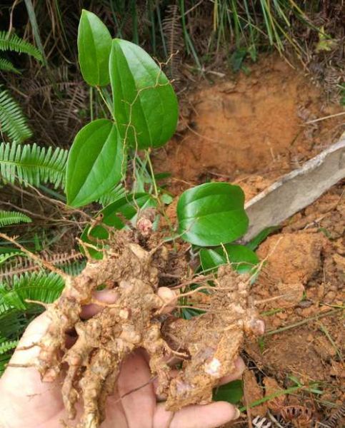 土茯苓的功效与作用_土茯苓能治疗痛风吗-第3张图片-山城妙识