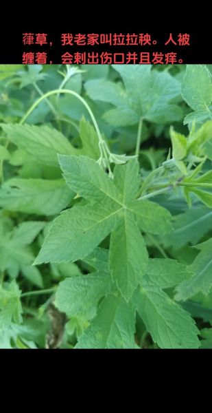 葎草图片_如何识别葎草-第1张图片-山城妙识