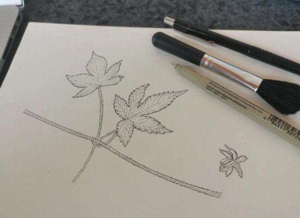 葎草图片_如何识别葎草-第2张图片-山城妙识