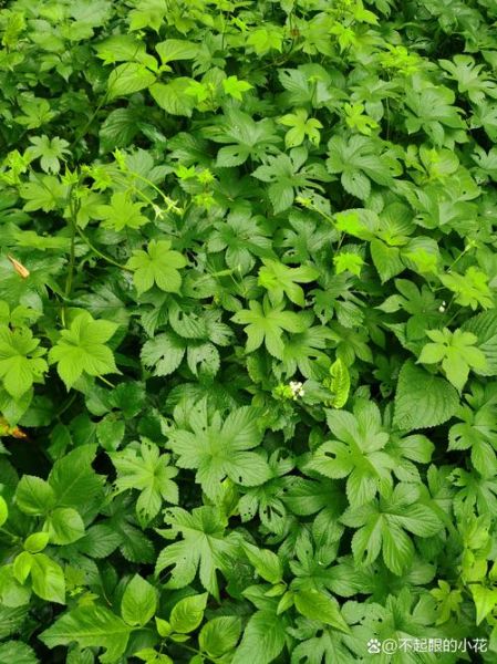 葎草图片_如何识别葎草-第3张图片-山城妙识