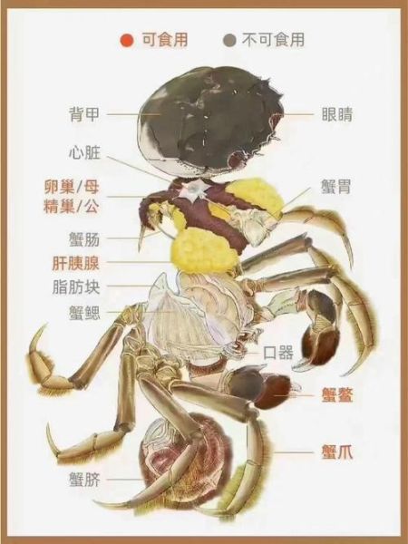 蒸河蟹的正确方法_蒸河蟹用冷水还是热水-第2张图片-山城妙识