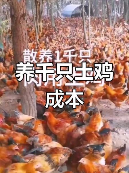 养1000只土鸡一年收入_土鸡养殖利润分析-第1张图片-山城妙识 养1000只土鸡一年收入_土鸡养殖利润分析-第1张图片-山城妙识
