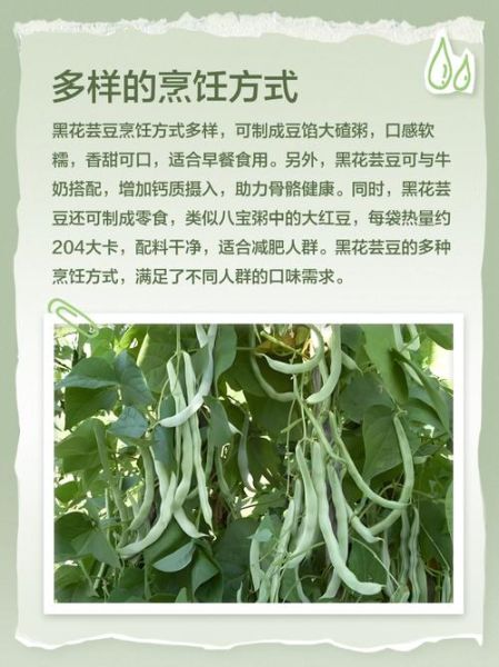 大黑花芸豆的功效与作用_怎么吃最有效-第1张图片-山城妙识