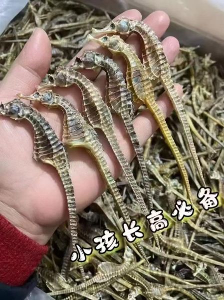 海龙的功效与作用价格_海龙多少钱一克-第1张图片-山城妙识 海龙的功效与作用价格_海龙多少钱一克-第1张图片-山城妙识