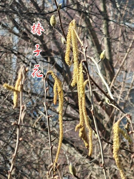 榛子树图片_如何辨别雌雄花-第1张图片-山城妙识