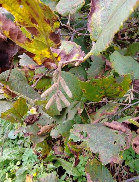 榛子树图片_如何辨别雌雄花-第2张图片-山城妙识