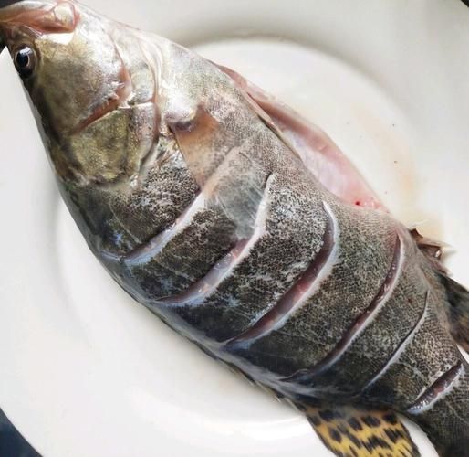 蒸鲑鱼要蒸多少分钟_蒸鲑鱼时间怎么掌握-第1张图片-山城妙识