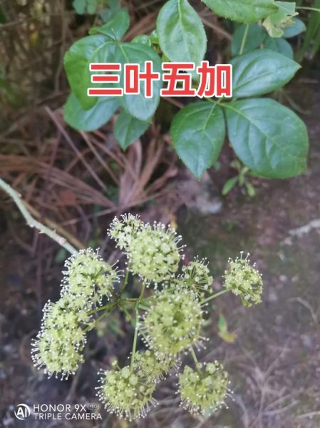 五加皮树图片长什么样_五加皮树和刺五加区别-第2张图片-山城妙识 五加皮树图片长什么样_五加皮树和刺五加区别-第2张图片-山城妙识