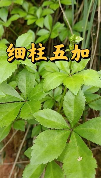 五加皮树图片长什么样_五加皮树和刺五加区别-第1张图片-山城妙识 五加皮树图片长什么样_五加皮树和刺五加区别-第1张图片-山城妙识
