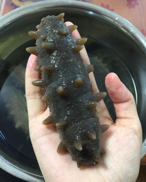 鲜海参怎么泡发最好_海参泡发全过程-第1张图片-山城妙识