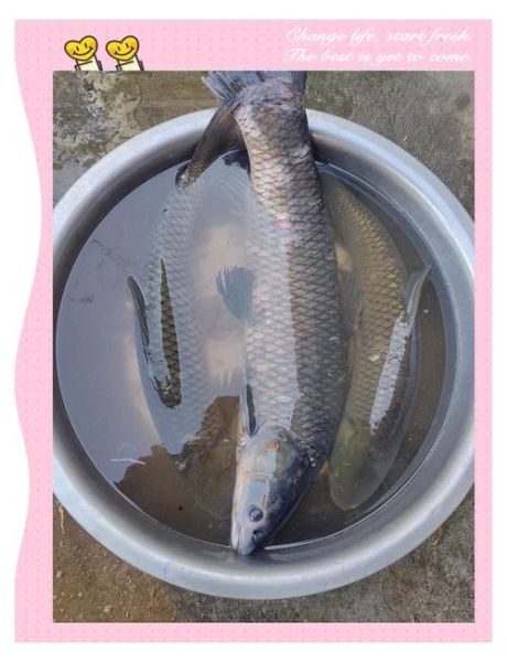 草鱼怎么腌制入味_草鱼腌制多久才够味-第2张图片-山城妙识