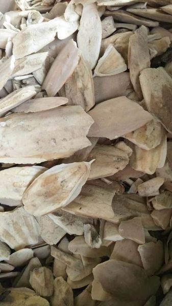 乌贼骨别名是什么_乌贼骨功效与作用有哪些-第3张图片-山城妙识