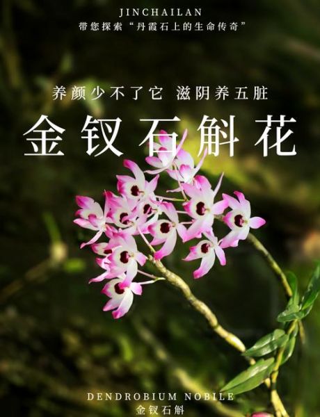 金钗石斛怎么吃_金钗石斛的正确吃法-第2张图片-山城妙识 金钗石斛怎么吃_金钗石斛的正确吃法-第2张图片-山城妙识