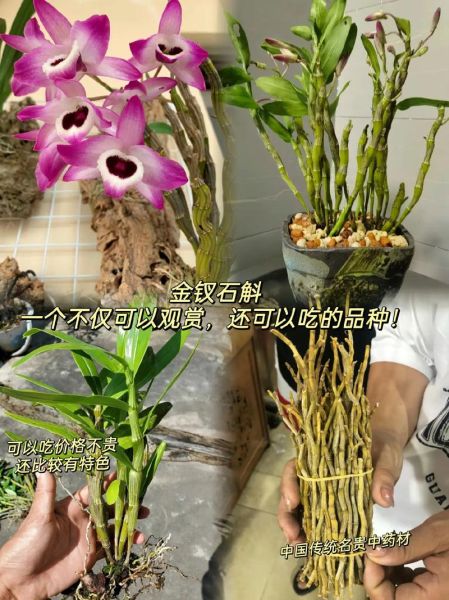 金钗石斛怎么吃_金钗石斛的正确吃法-第3张图片-山城妙识 金钗石斛怎么吃_金钗石斛的正确吃法-第3张图片-山城妙识