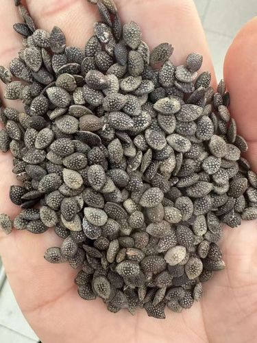 百香果的籽能吃吗_百香果籽的功效与作用-第2张图片-山城妙识