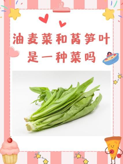 莴苣叶子是油麦菜吗_区别与选购技巧-第2张图片-山城妙识 莴苣叶子是油麦菜吗_区别与选购技巧-第2张图片-山城妙识