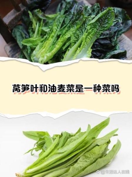 莴苣叶子是油麦菜吗_区别与选购技巧-第1张图片-山城妙识 莴苣叶子是油麦菜吗_区别与选购技巧-第1张图片-山城妙识