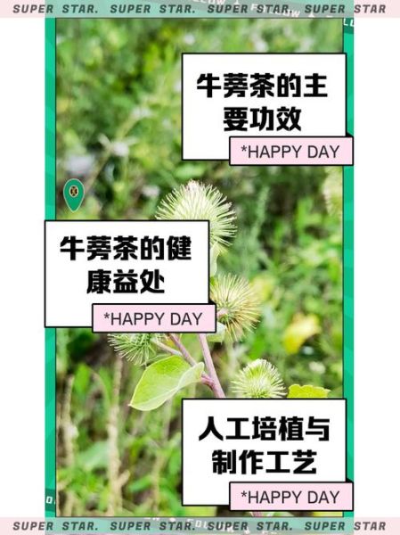 牛蒡茶的功效与副作用_长期喝安全吗-第2张图片-山城妙识