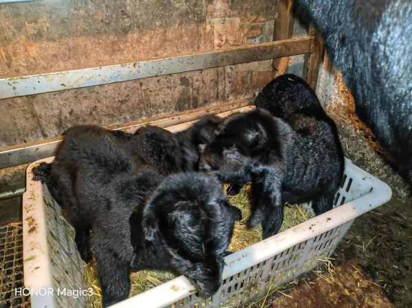 黑山羊幼崽是什么_如何饲养黑山羊幼崽-第1张图片-山城妙识 黑山羊幼崽是什么_如何饲养黑山羊幼崽-第1张图片-山城妙识