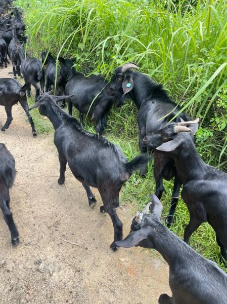 黑山羊幼崽是什么_如何饲养黑山羊幼崽-第2张图片-山城妙识 黑山羊幼崽是什么_如何饲养黑山羊幼崽-第2张图片-山城妙识