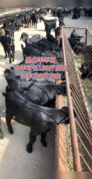 黑山羊幼崽是什么_如何饲养黑山羊幼崽-第3张图片-山城妙识 黑山羊幼崽是什么_如何饲养黑山羊幼崽-第3张图片-山城妙识