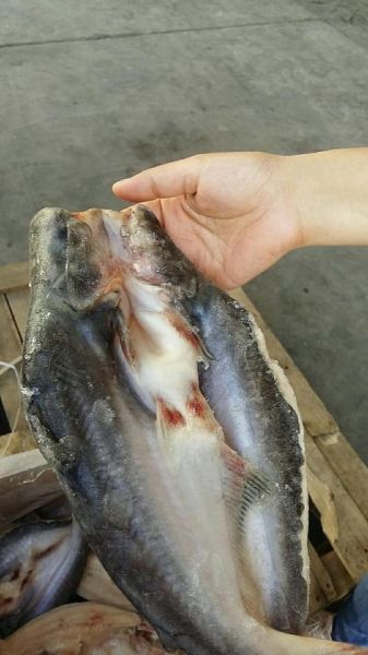 巴沙鱼图片大全_多少钱一斤-第1张图片-山城妙识