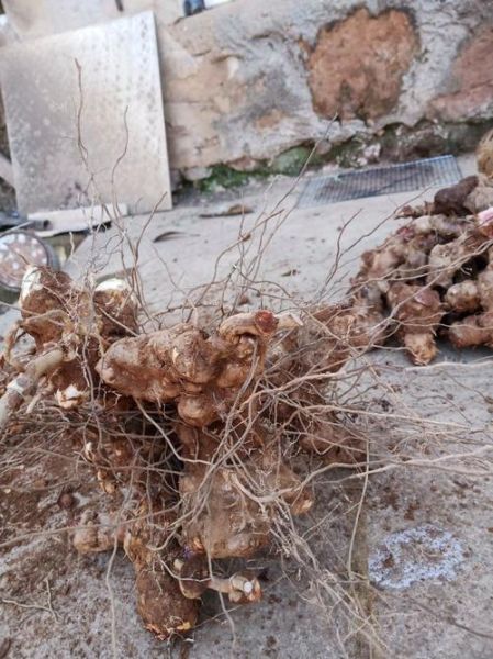 鲜土茯苓长什么样_鲜土茯苓怎么辨别真假-第3张图片-山城妙识