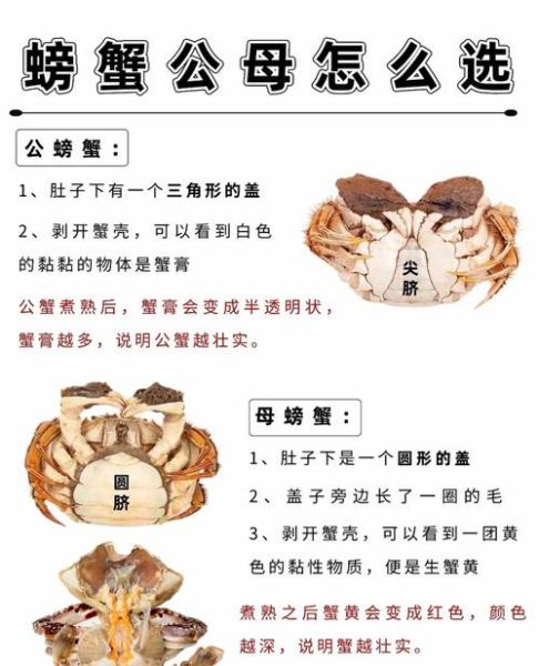 膏蟹是公蟹还是母蟹_膏蟹公母区别与挑选技巧-第1张图片-山城妙识 膏蟹是公蟹还是母蟹_膏蟹公母区别与挑选技巧-第1张图片-山城妙识