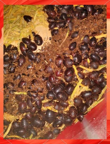 特种养殖有哪些项目_特种养殖什么最赚钱-第2张图片-山城妙识 特种养殖有哪些项目_特种养殖什么最赚钱-第2张图片-山城妙识