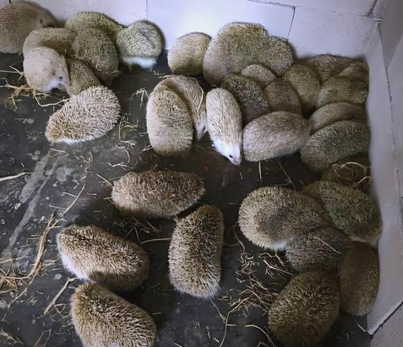 特种养殖有哪些项目_特种养殖什么最赚钱-第3张图片-山城妙识 特种养殖有哪些项目_特种养殖什么最赚钱-第3张图片-山城妙识