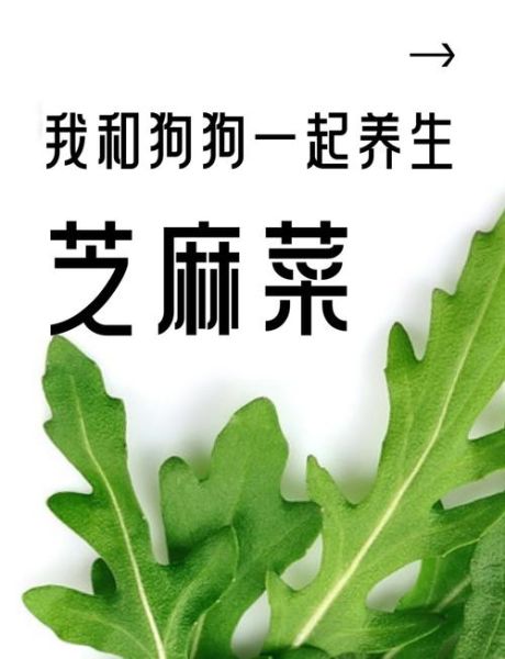 芝麻菜怎么做好吃_芝麻菜做法大全图解-第1张图片-山城妙识 芝麻菜怎么做好吃_芝麻菜做法大全图解-第1张图片-山城妙识