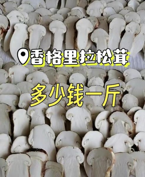 松茸菇怎么保存_松茸菇多少钱一斤-第1张图片-山城妙识