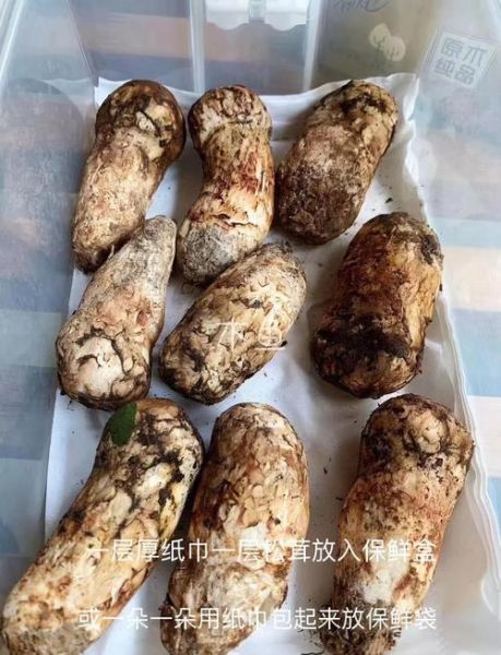松茸菇怎么保存_松茸菇多少钱一斤-第2张图片-山城妙识