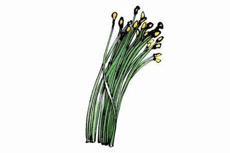 韭菜简笔画怎么画_韭菜图片简笔画教程-第3张图片-山城妙识 韭菜简笔画怎么画_韭菜图片简笔画教程-第3张图片-山城妙识