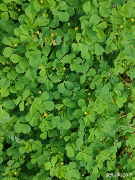 野苜蓿草图片大全_野苜蓿草长什么样-第2张图片-山城妙识