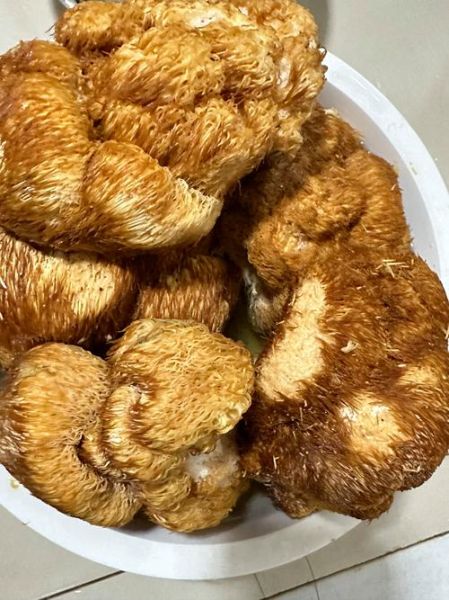 鲜猴头菇怎么做好吃_鲜猴头菇的家常做法大全-第1张图片-山城妙识