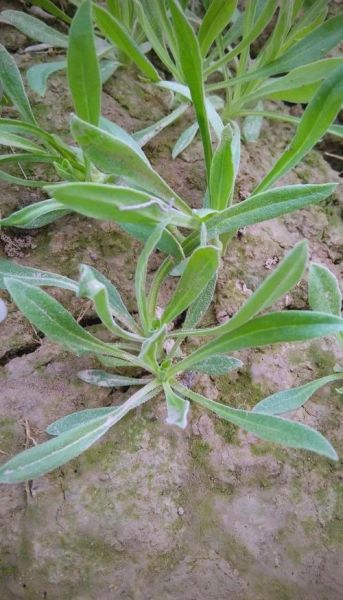 面条菜长什么样_面条菜生长过程图片大全-第1张图片-山城妙识