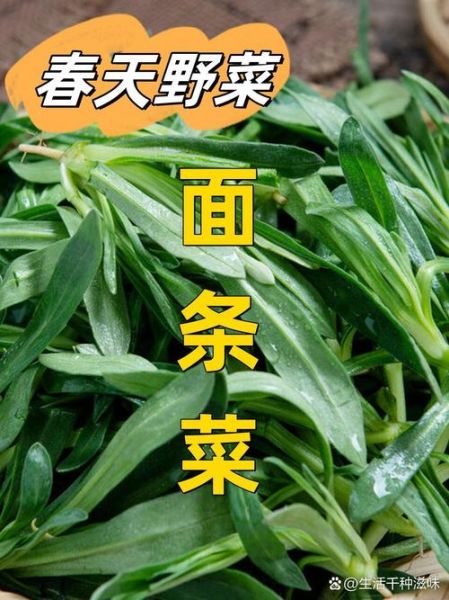 面条菜长什么样_面条菜生长过程图片大全-第3张图片-山城妙识