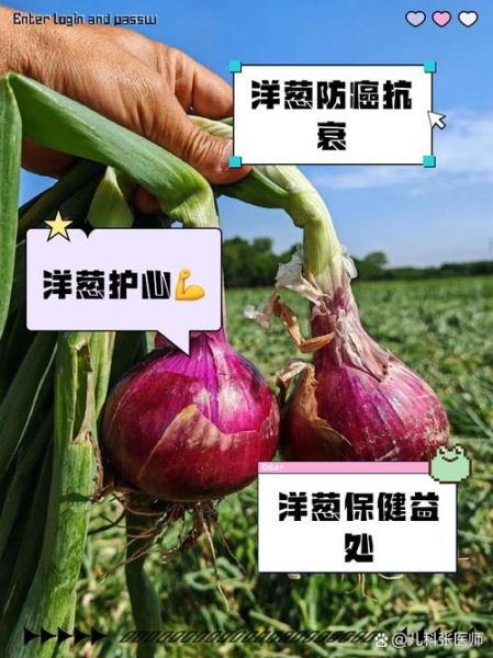 洋葱的功效与作用有哪些_洋葱主治什么病-第3张图片-山城妙识