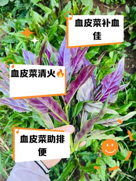 血皮菜图片_血皮菜的功效与作用-第1张图片-山城妙识 血皮菜图片_血皮菜的功效与作用-第1张图片-山城妙识