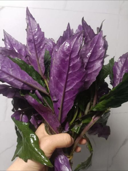 血皮菜图片_血皮菜的功效与作用-第2张图片-山城妙识 血皮菜图片_血皮菜的功效与作用-第2张图片-山城妙识