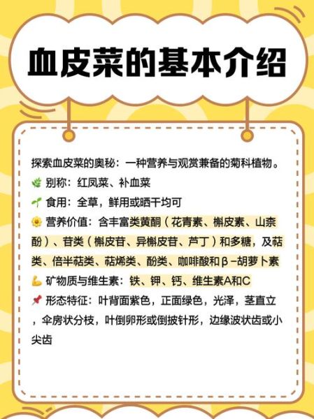 血皮菜图片_血皮菜的功效与作用-第3张图片-山城妙识 血皮菜图片_血皮菜的功效与作用-第3张图片-山城妙识