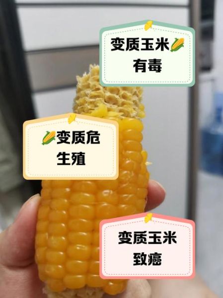 玉米馊了还能吃吗_玉米变质多久会中毒-第2张图片-山城妙识