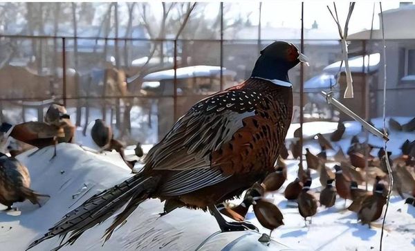 吃一只野鸡判多少年_野鸡保护级别与量刑标准-第3张图片-山城妙识