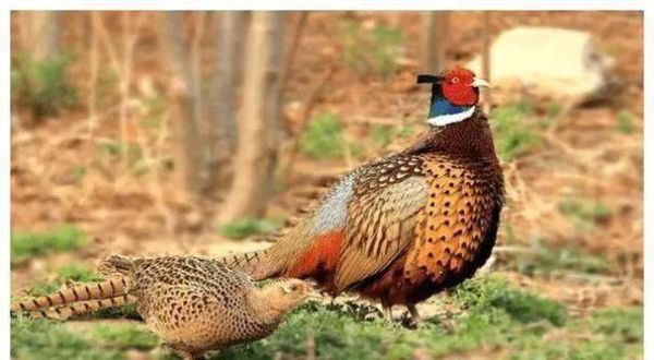 吃一只野鸡判多少年_野鸡保护级别与量刑标准-第1张图片-山城妙识